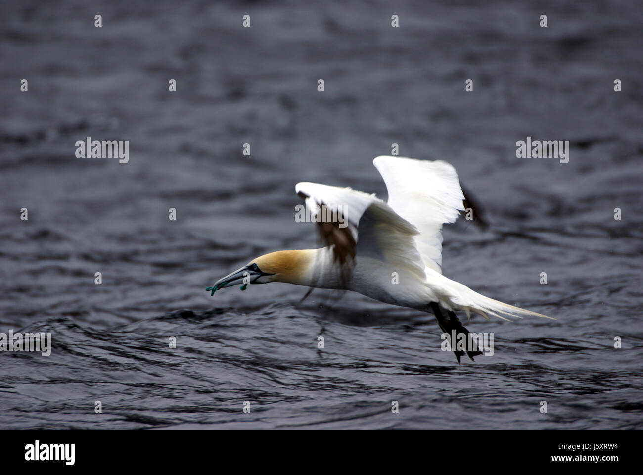 fly flies flys flying environment enviroment bird birds colony rare ...