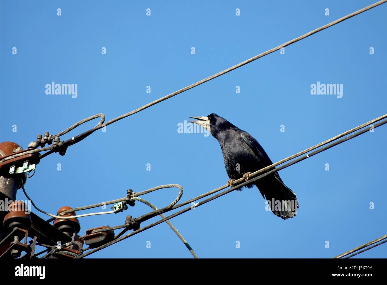 crow raven rook cable current conduction blue black swarthy jetblack ...