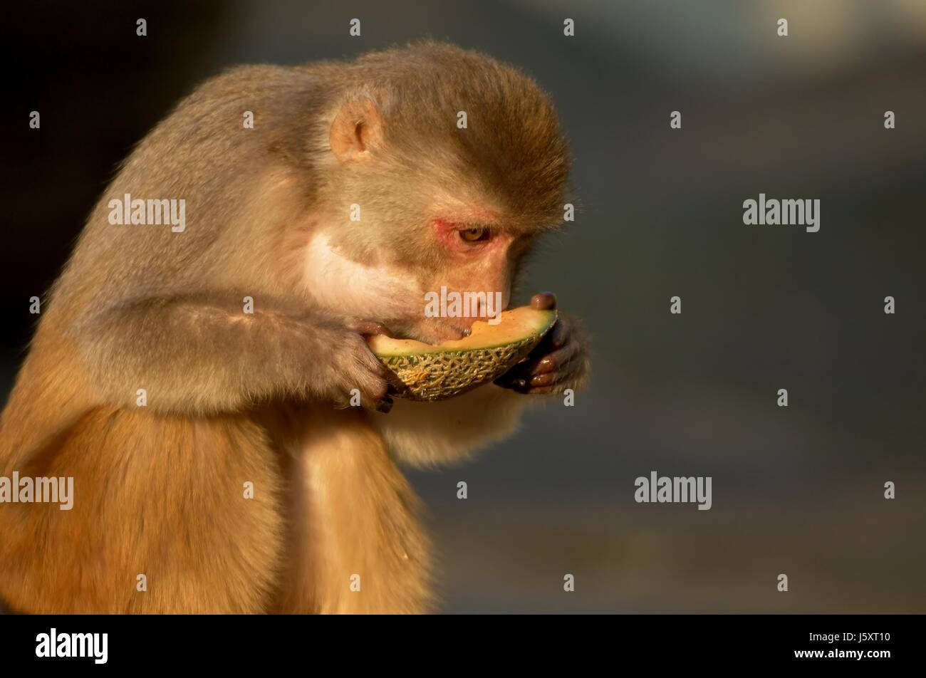 monkey bandar animal portrait fruit to gorge engulf devour feed put ...