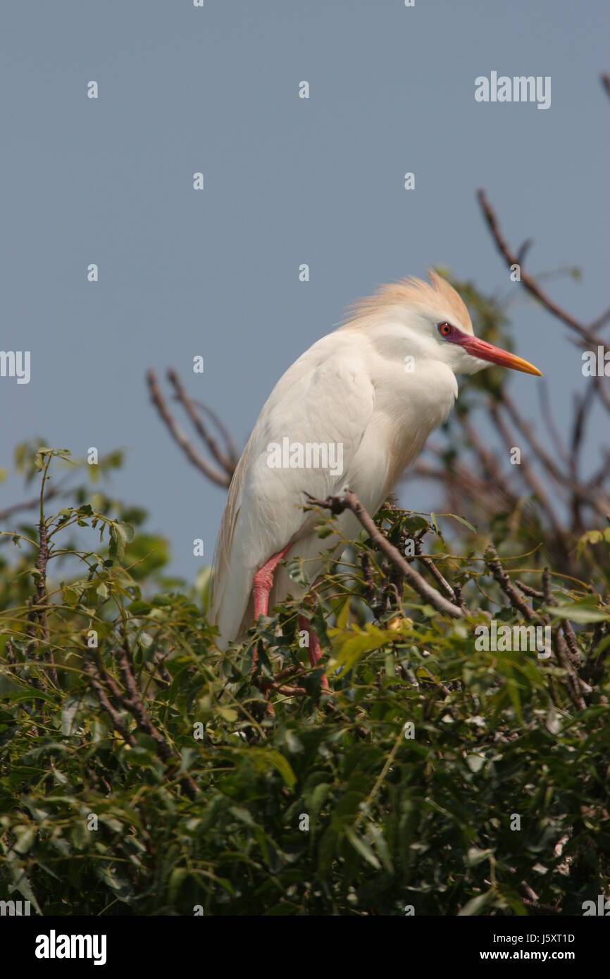 bird africa heron island quill uganda salt water sea ocean water white ...