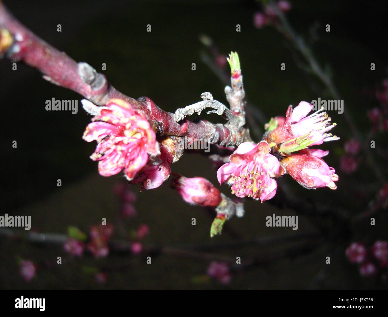 bloom blossom flourish flourishing spring nature bloom blossom flourish ...