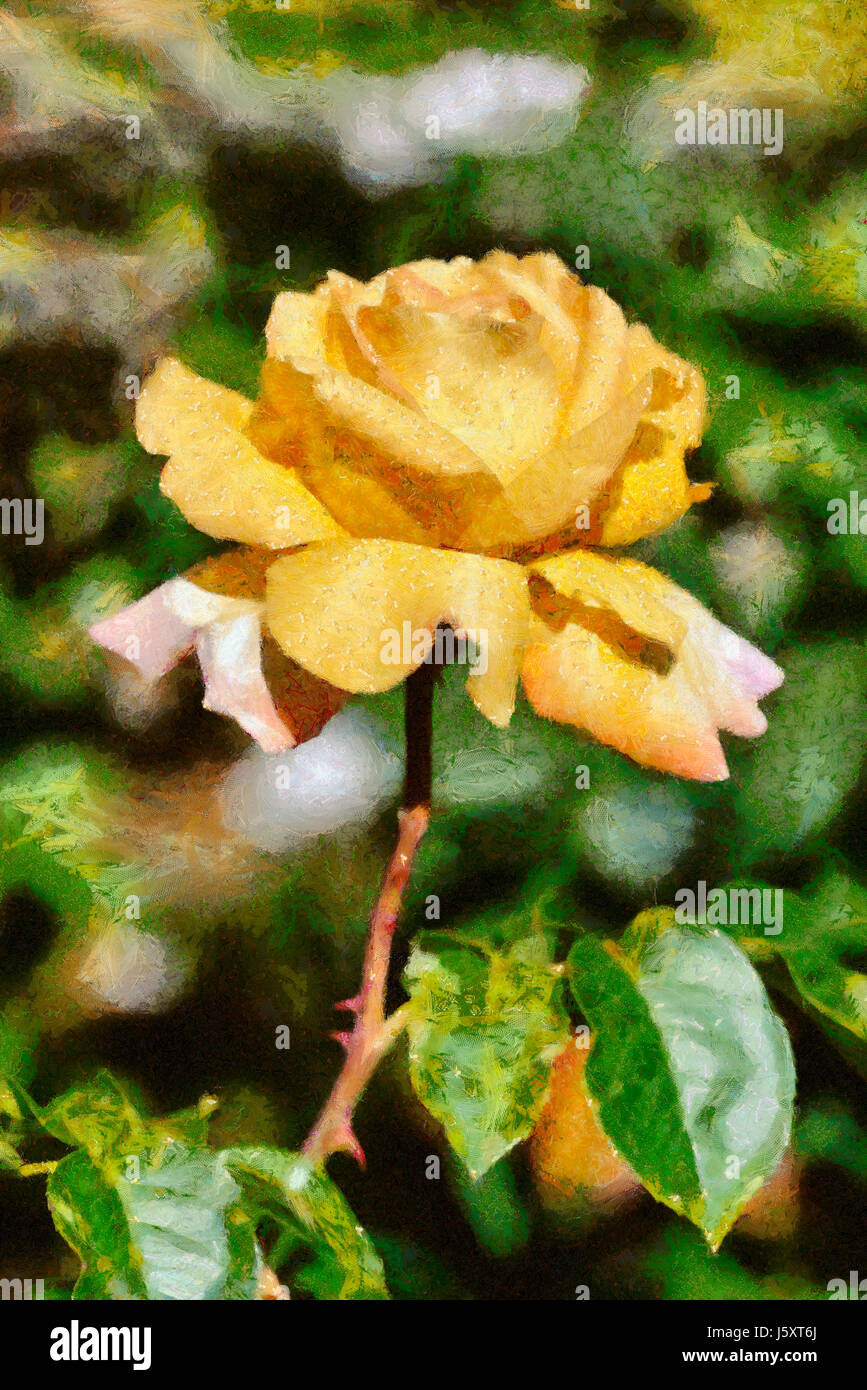 Rose garden botanical garden hi-res stock photography and images - Alamy