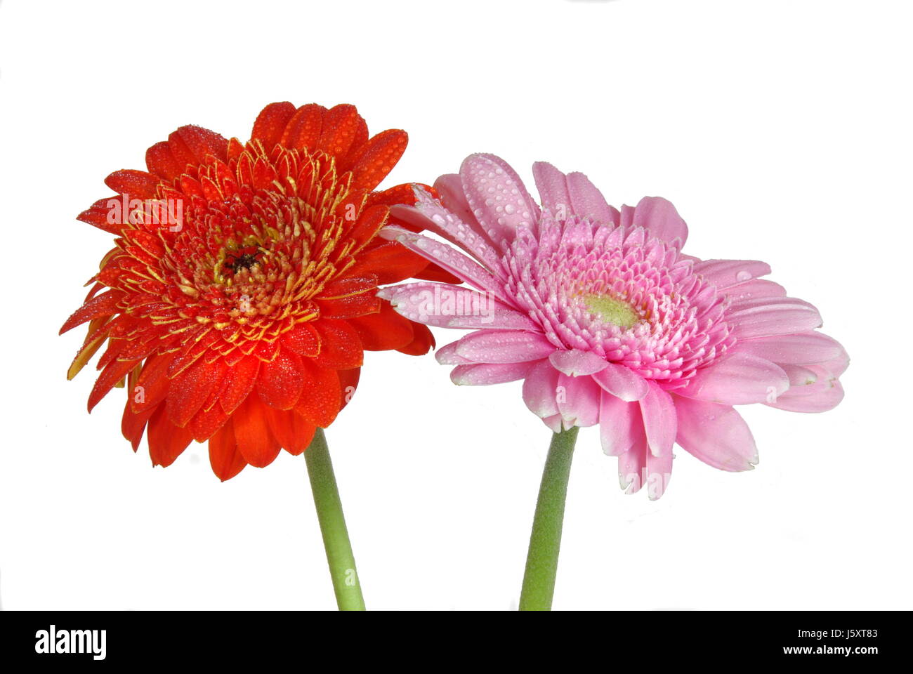gerbera in duo Stock Photo - Alamy