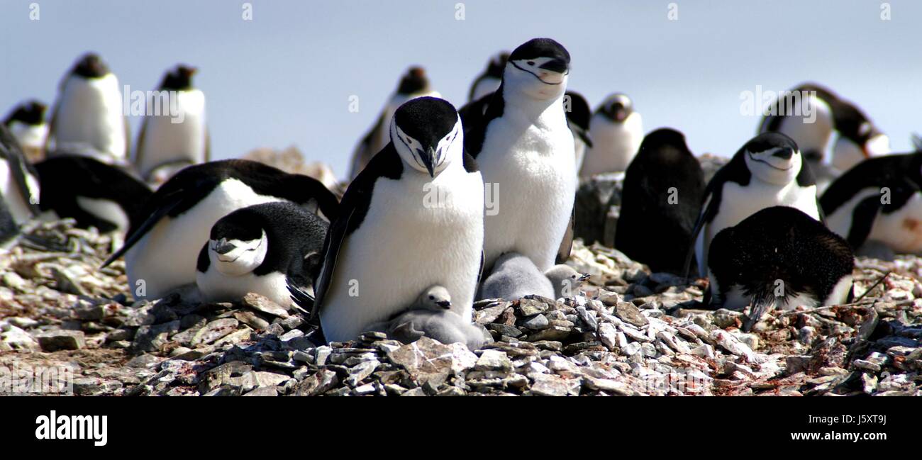 bird antarctic birds colony penguin chick sunbathing bird animals ...