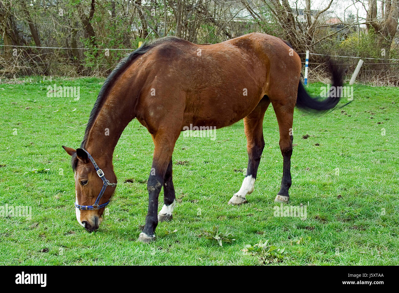 horse animal waist belt hoofed animal horse animal mammal animals ...