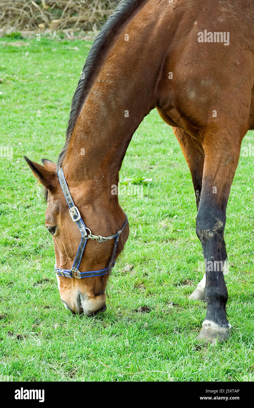 horse animal waist belt hoofed animal horse animal mammal animals ...