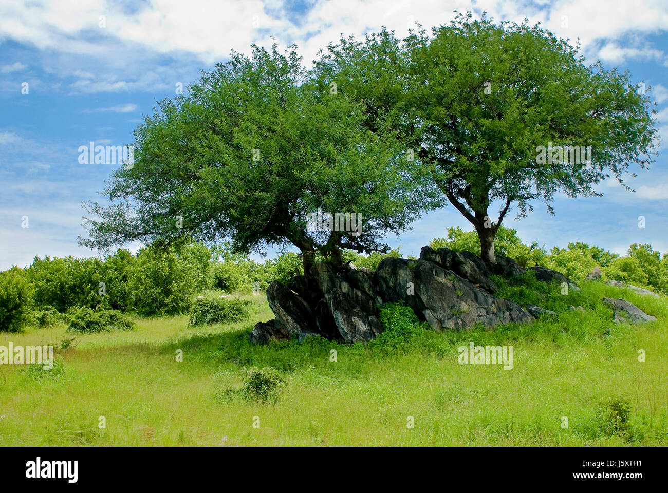 tree africa rock tanzania scenery countryside nature stones blue tree ...