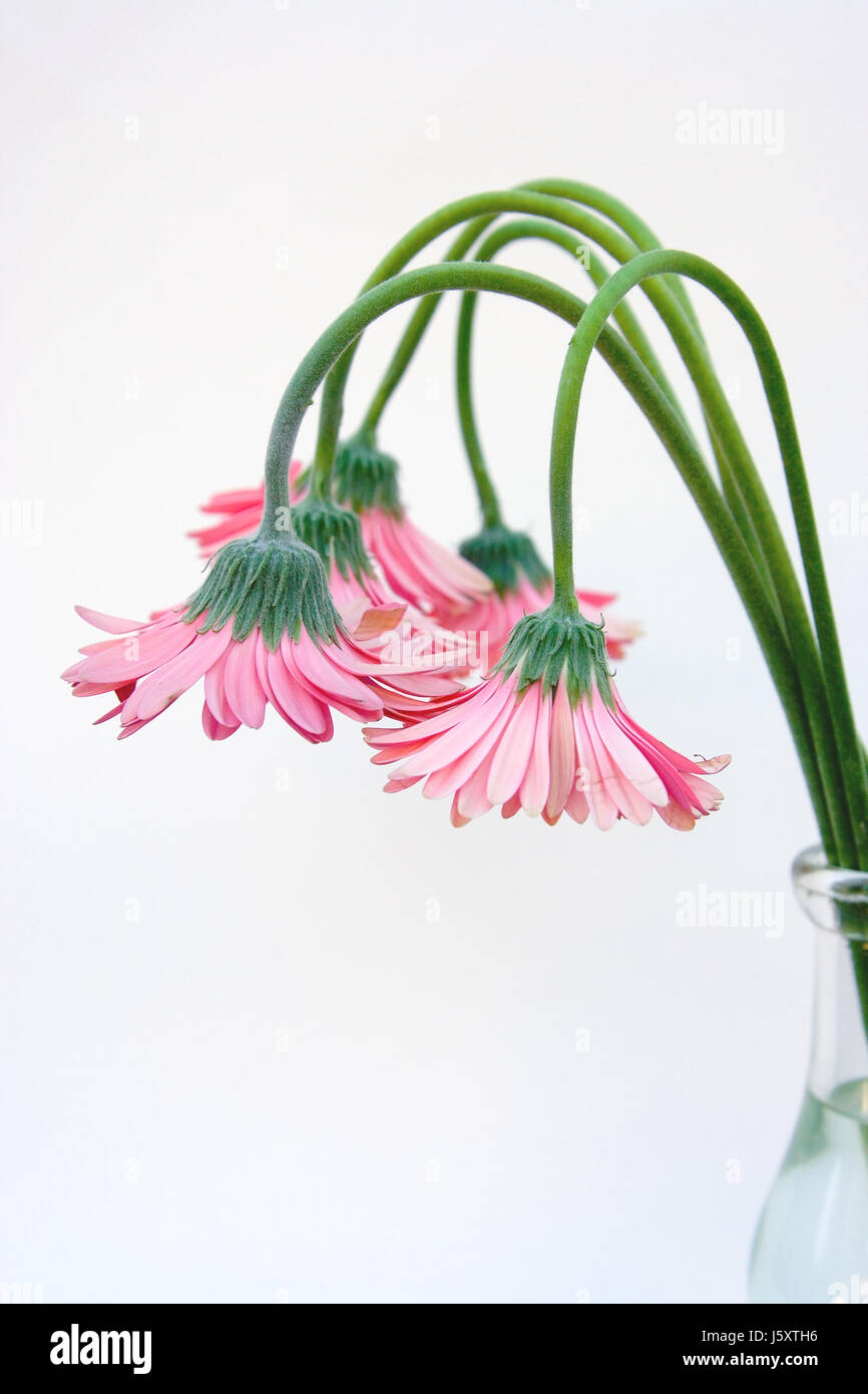 flower plant flowers daisy plants pink natural grouping flower plant ...