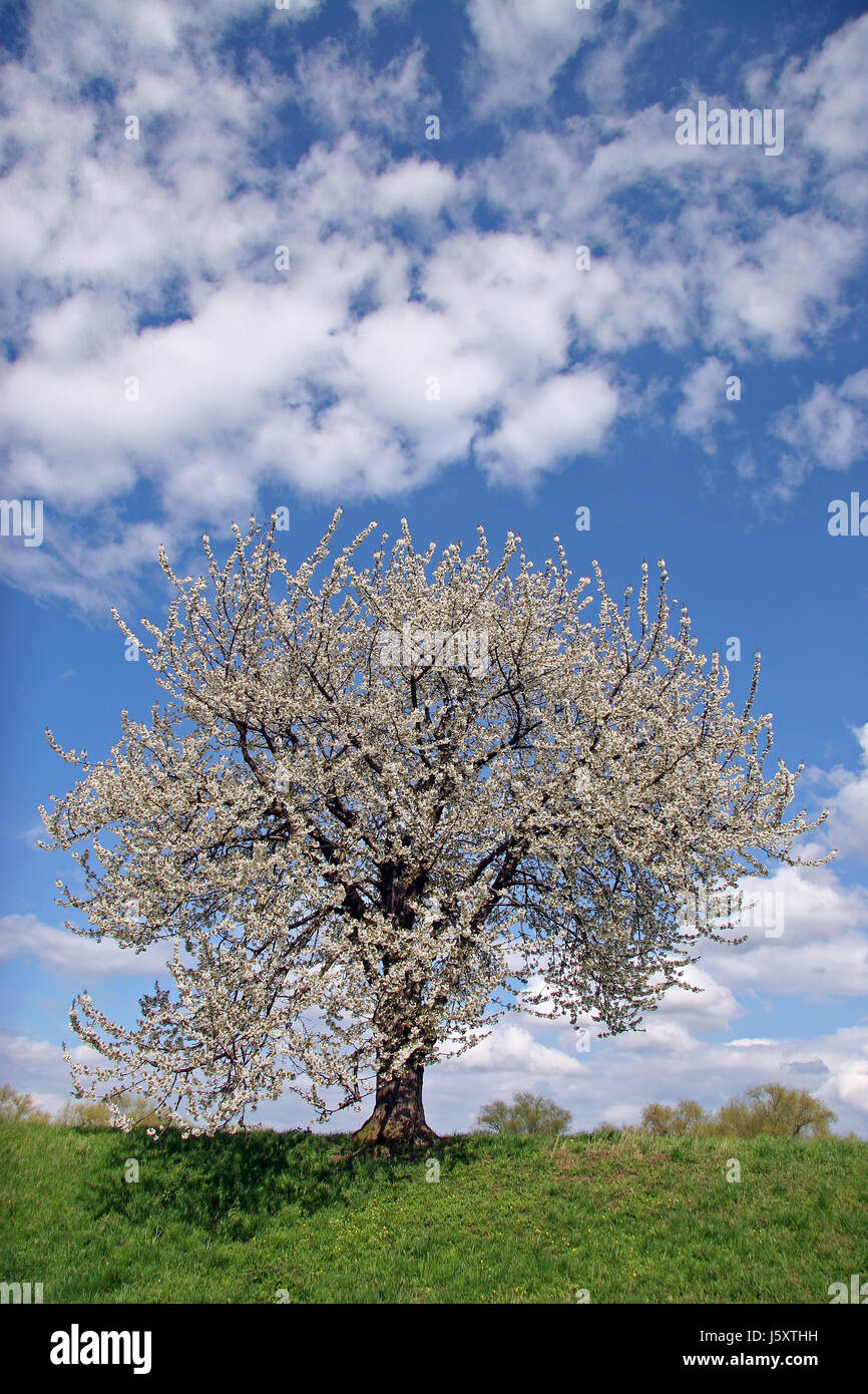 tree blossoms spring bleed cherry tree firmament sky nature clouds blue ...
