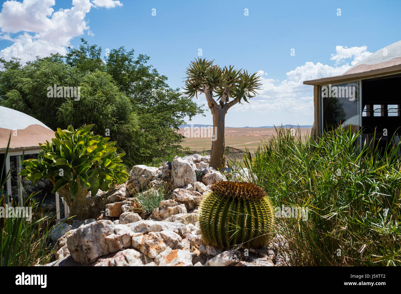 Solitaire Palm High Resolution Stock Photography and Images - Alamy