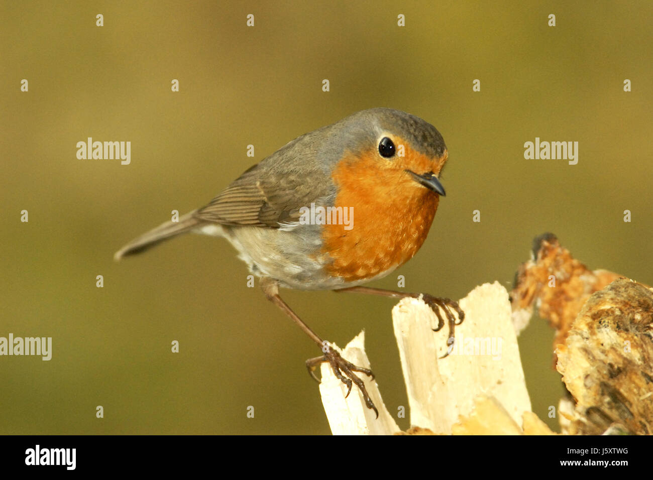 robin in spring Stock Photo - Alamy