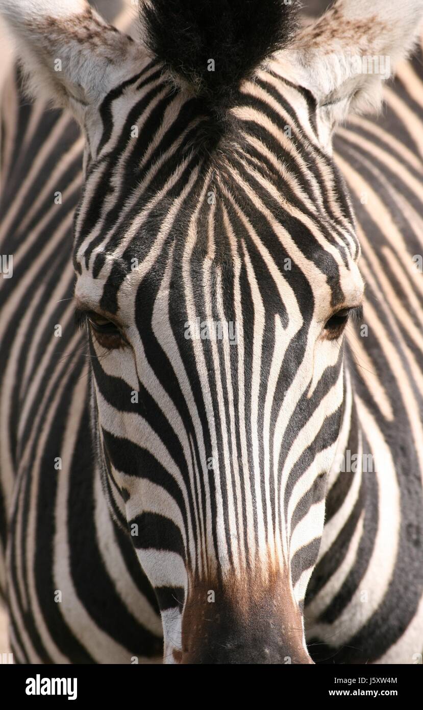 Meditative horse hi-res stock photography and images - Alamy