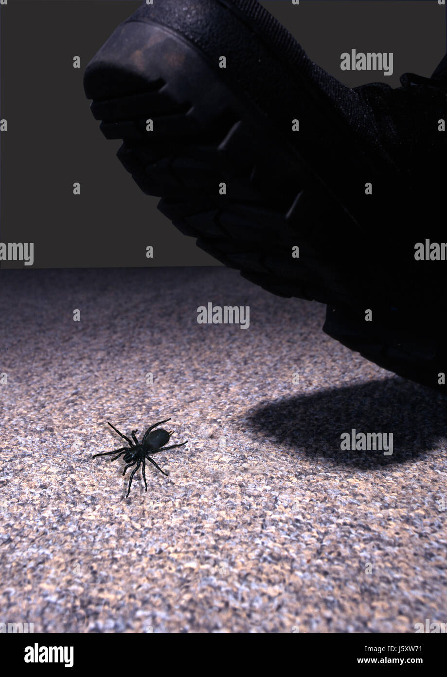 death spider escape crushed at home flat apartment boot bug death ...