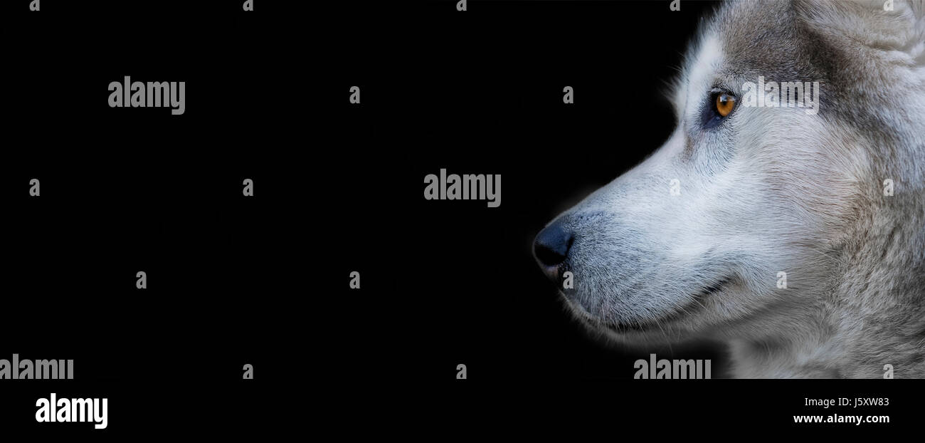 dog husky pet portrait look glancing see view looking peeking looking ...