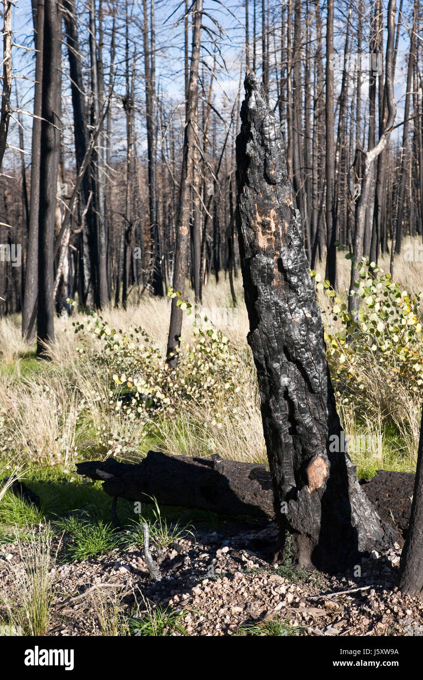 tree trunk arizona forest fire national burnt burned tree trunk usa ...
