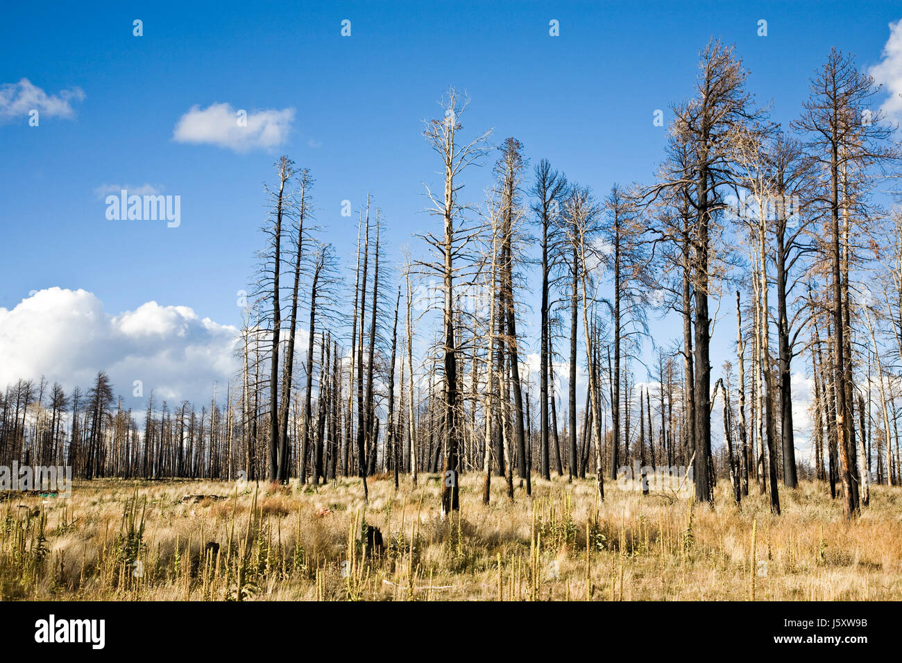 tree trunk arizona forest fire national burnt burned tree trees trunk ...