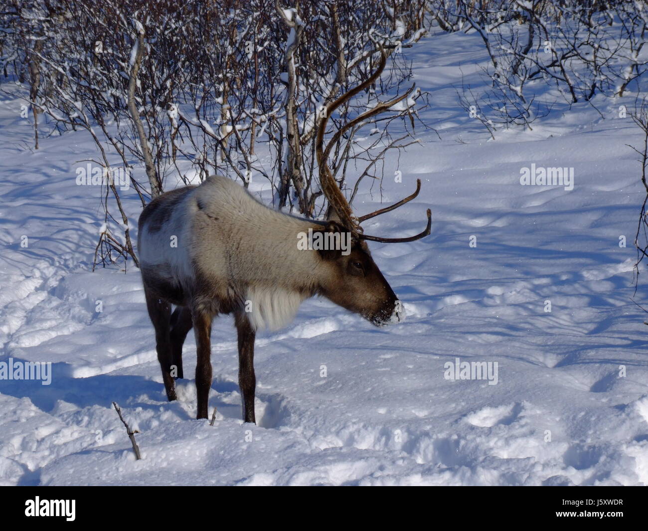 winter cold reindeer north norway snow shine shines bright lucent light ...
