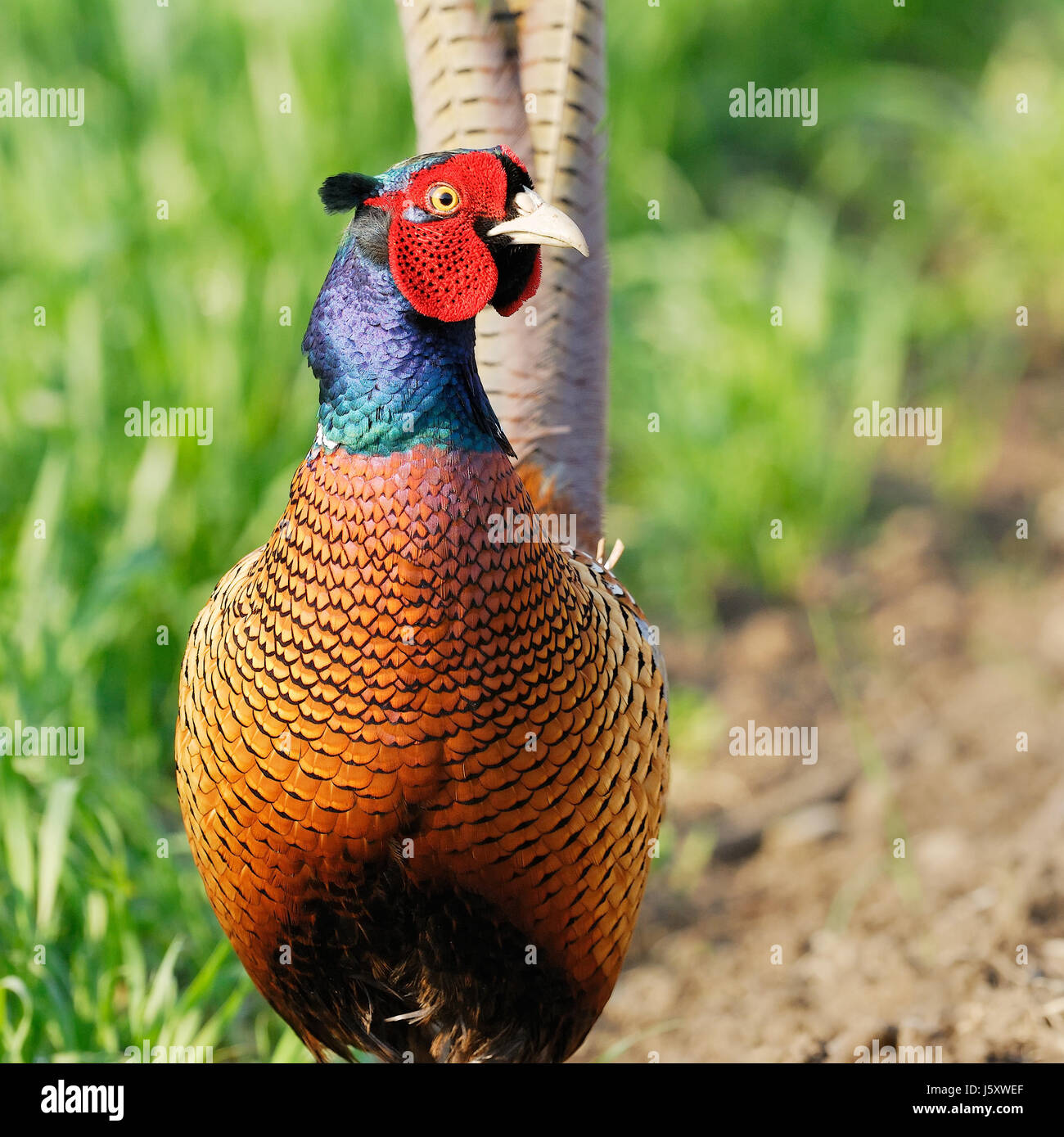 coloured colourful gorgeous multifarious richly coloured field portrait ...