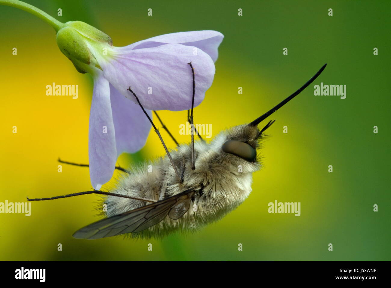 major insect hang proboscis wollschweber hummelfliege trauerschweber ...
