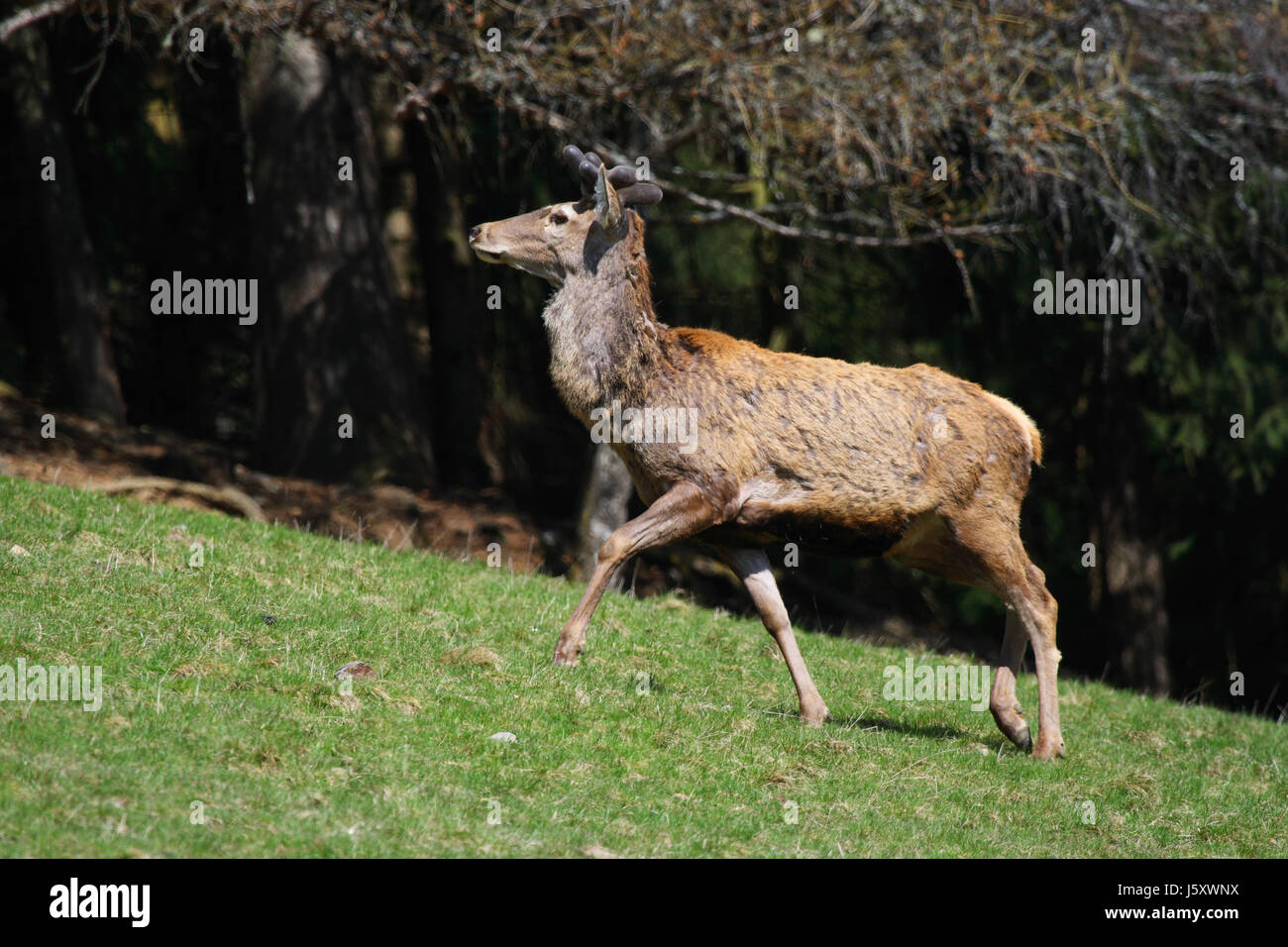 bull horns wild animal deer stag stags hart stag bull horns bast phloem ...