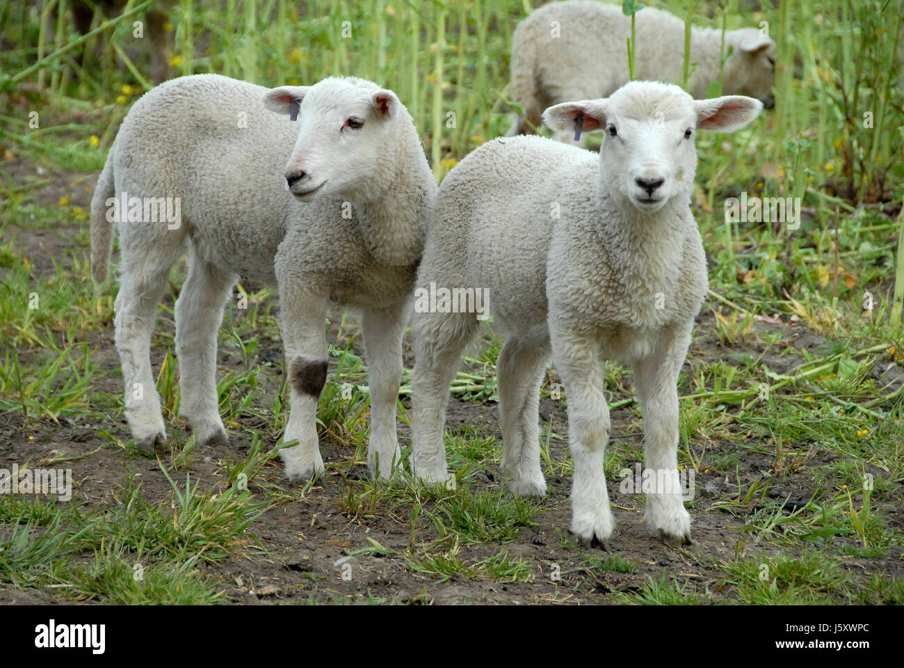 animals lambs sheep (pl.) nature animal animals sheep spring lambs ...