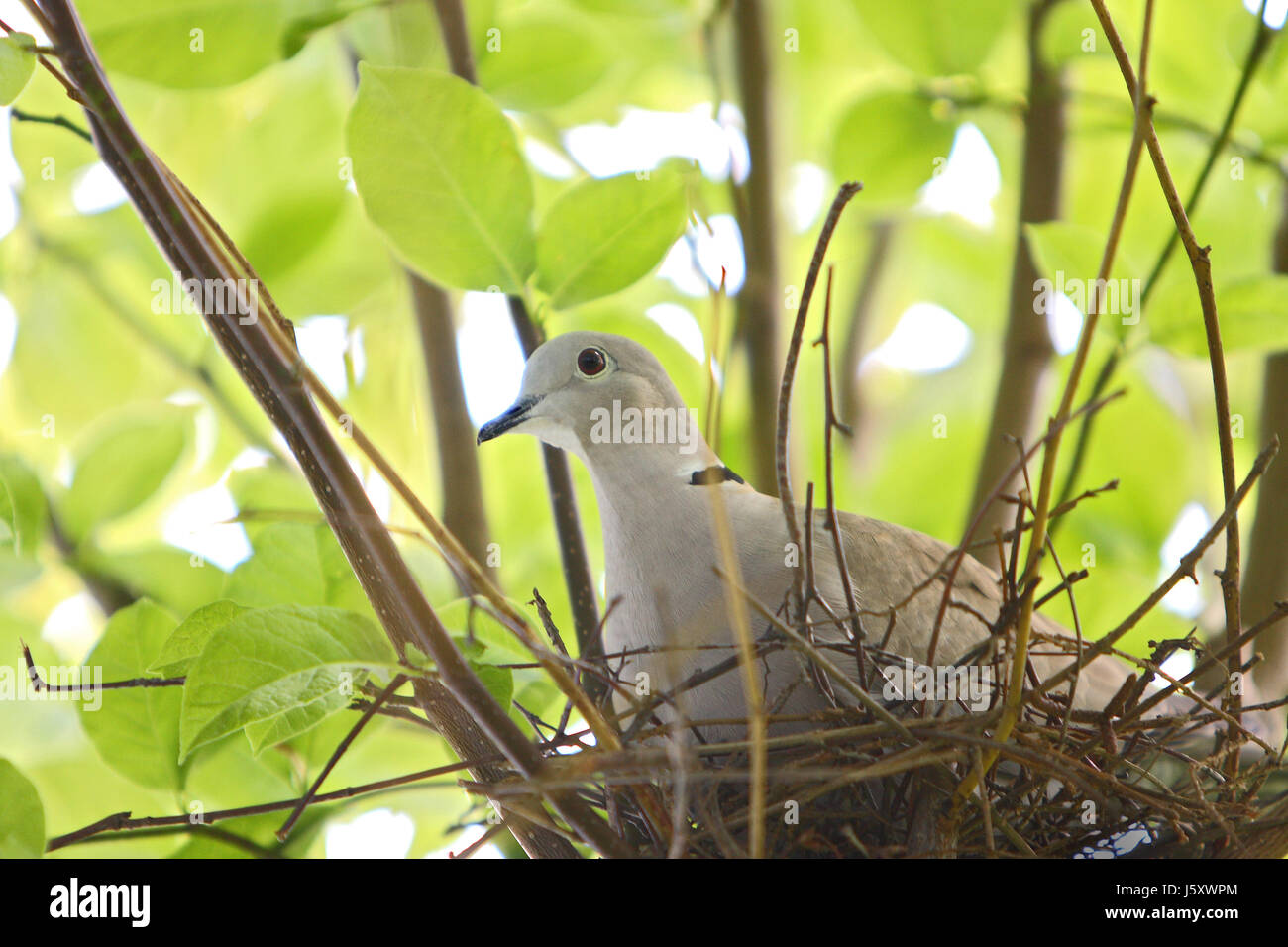 bird birds nest brood pigeon spawn hatchery tree garden animal bird ...