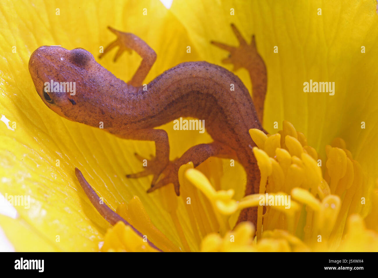 amphibians salamander macro close-up macro admission close up view ...