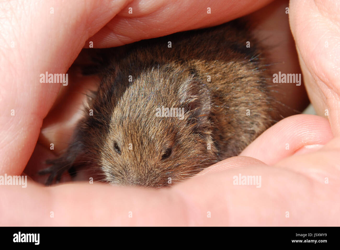 hand finger rodent mouse hand finger protected sheltered rodent skin ...