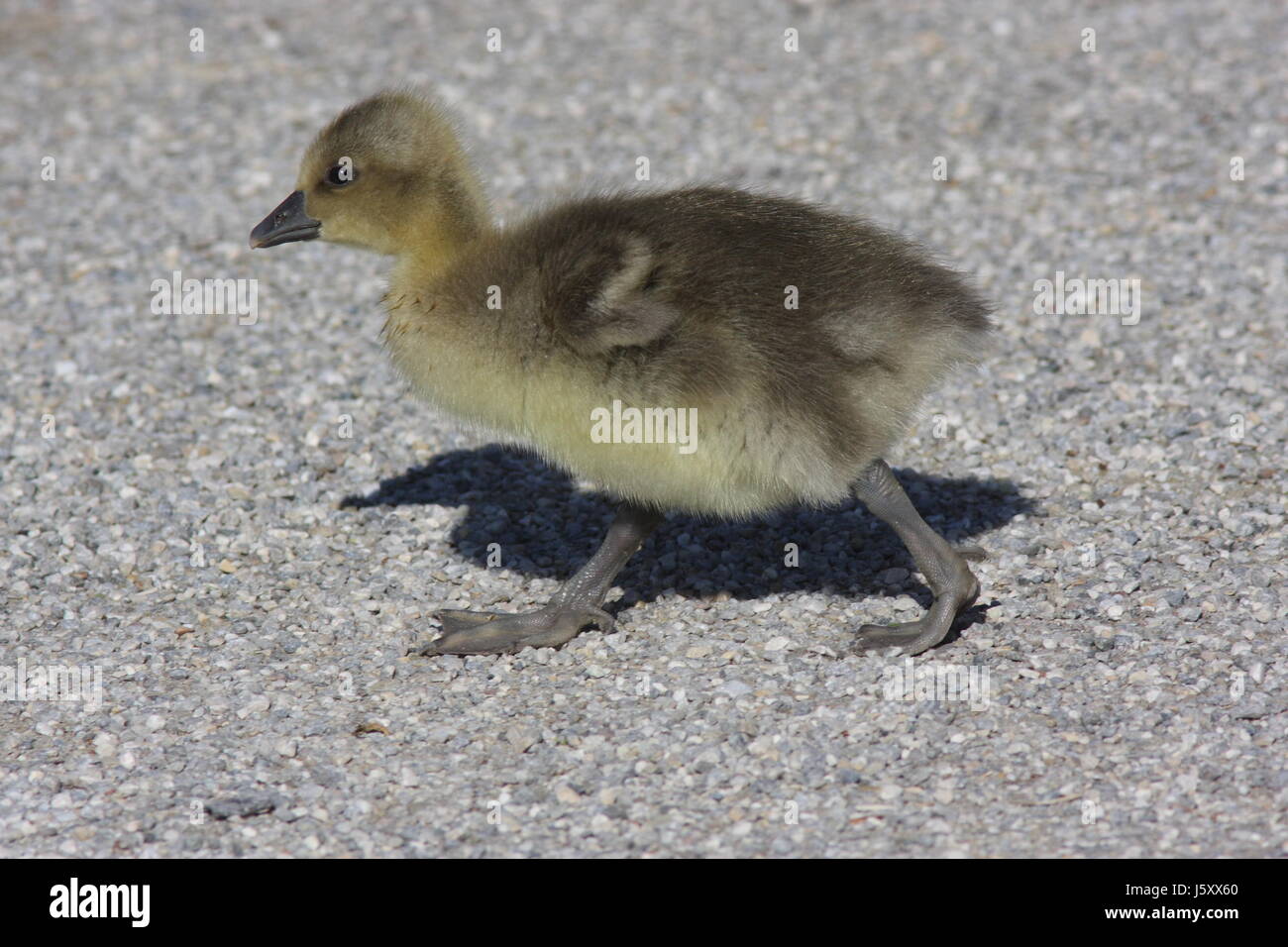 soft gravel chick goose yellow curious nosey nosy soft gravel chick ...