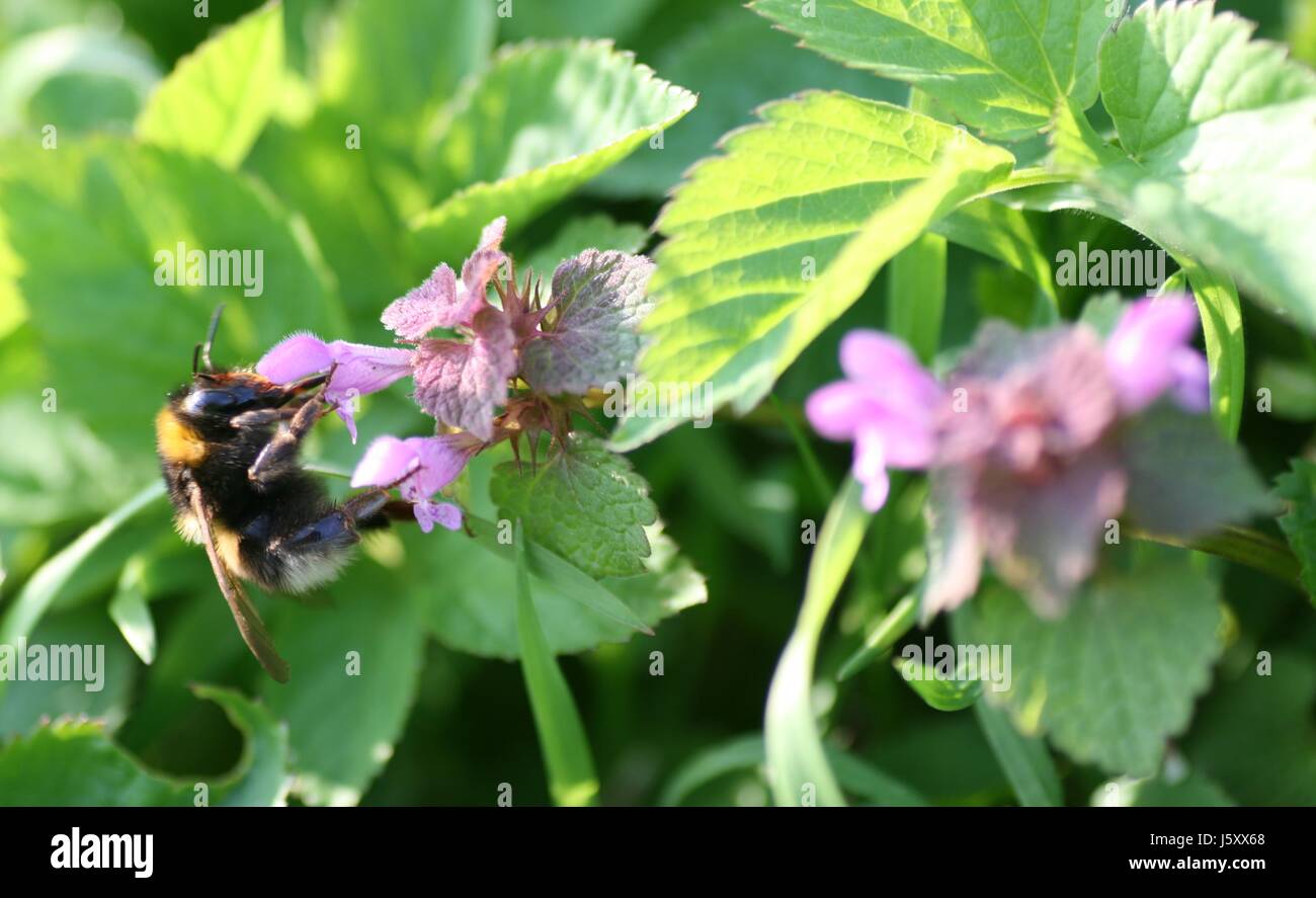 flight of the bumblebee Stock Photo - Alamy
