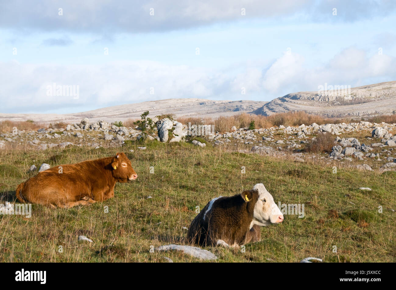 cows in the burren in ireland Stock Photo - Alamy