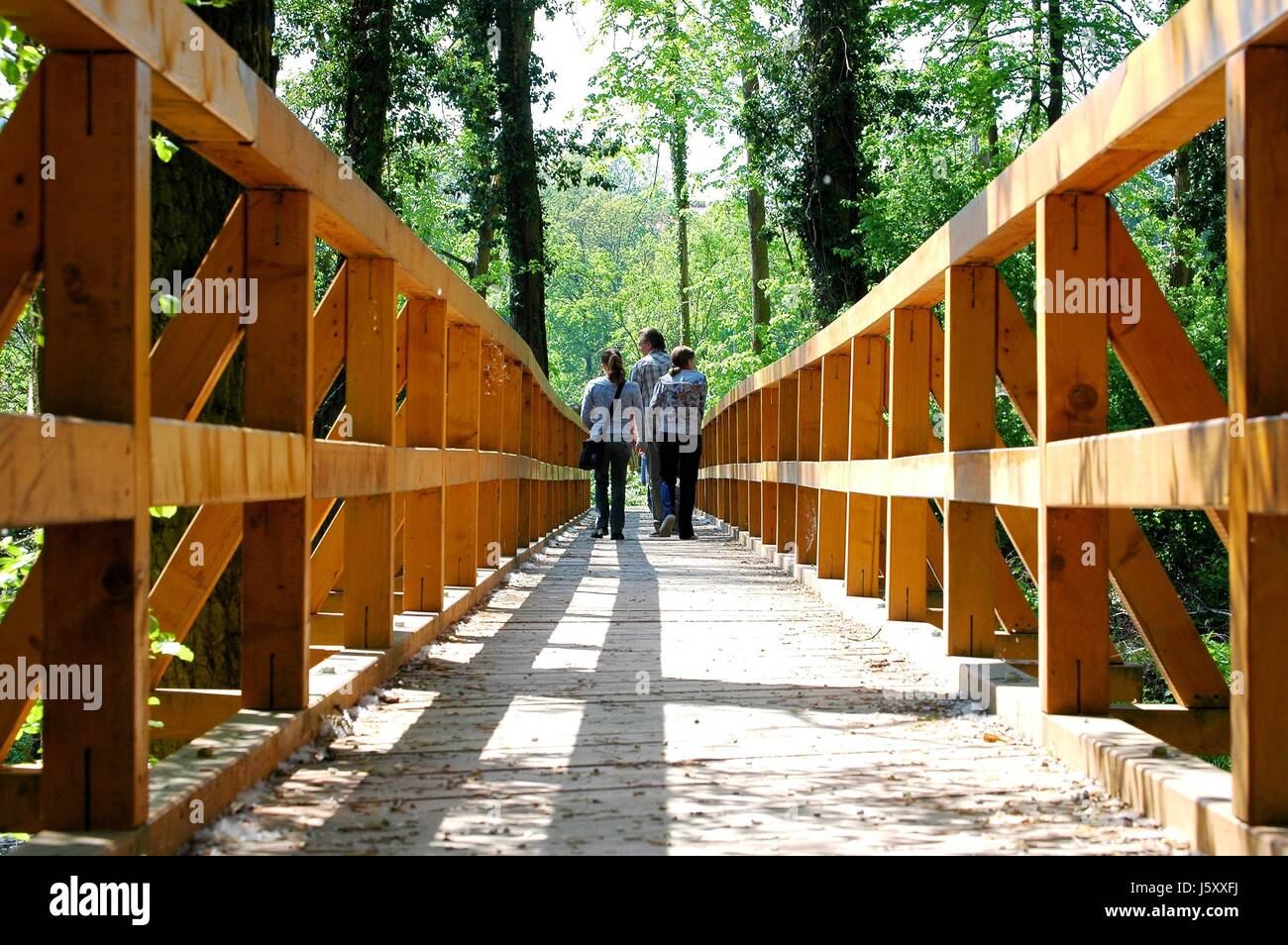 tree trees bridge a trip goal outing family excursion familiy family ...