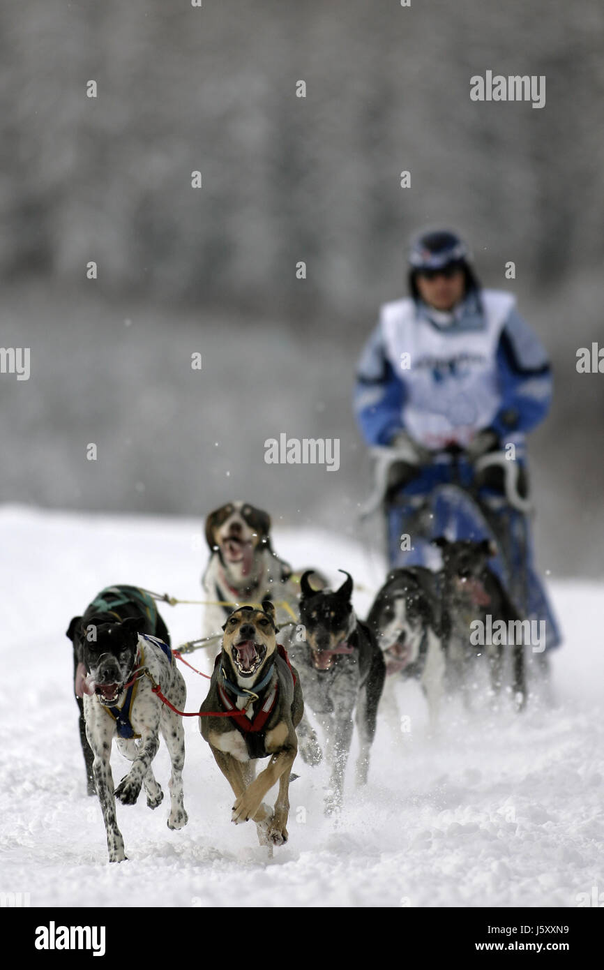 dog dogs sledge event competition race snow sport sports winter cold ...