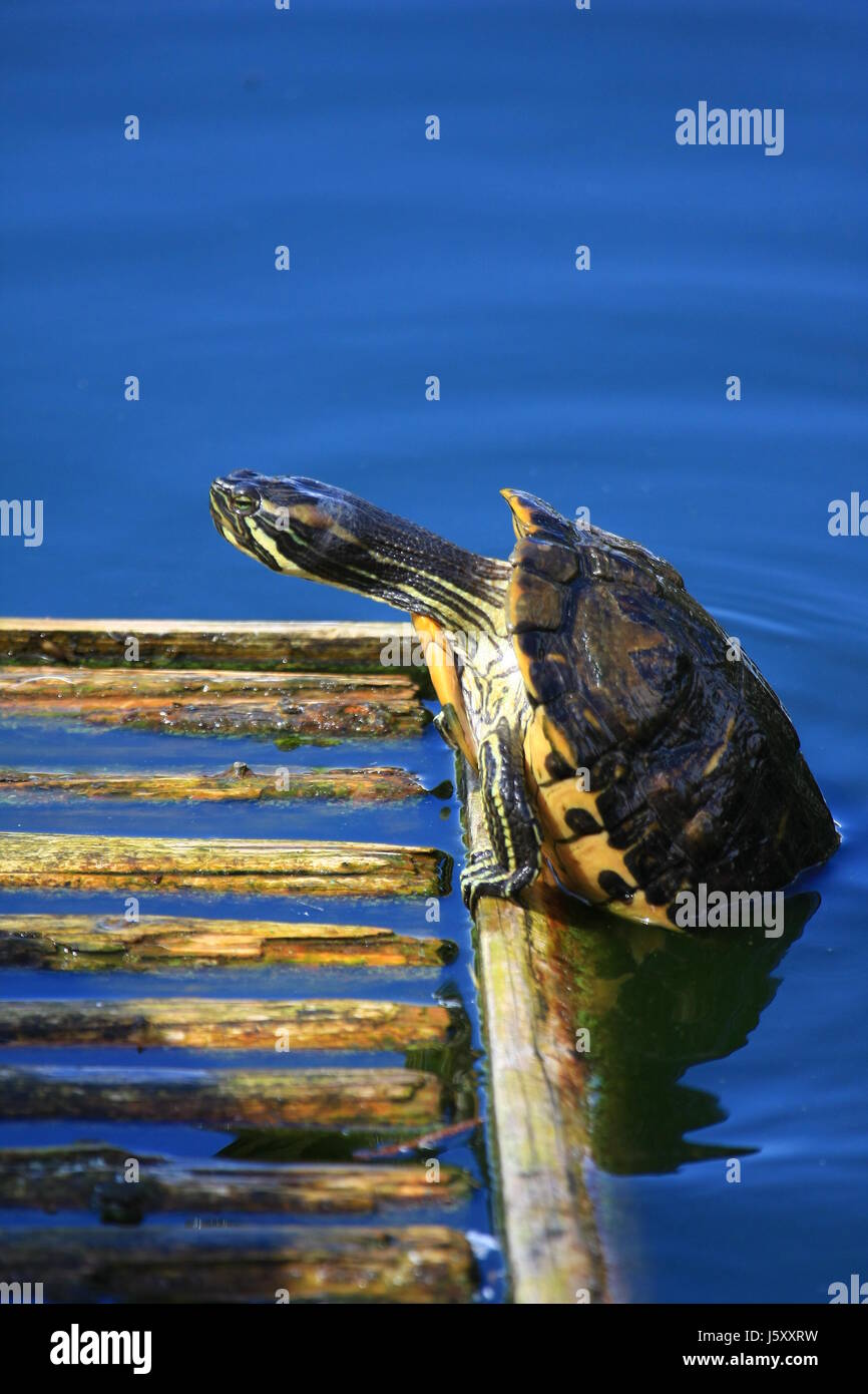 armour paddle turtle salt water sea ocean water rowing boat sailing ...