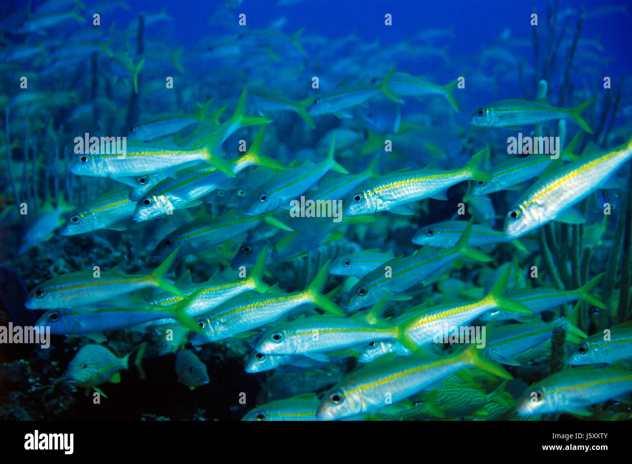 Yellow fin hi-res stock photography and images - Alamy