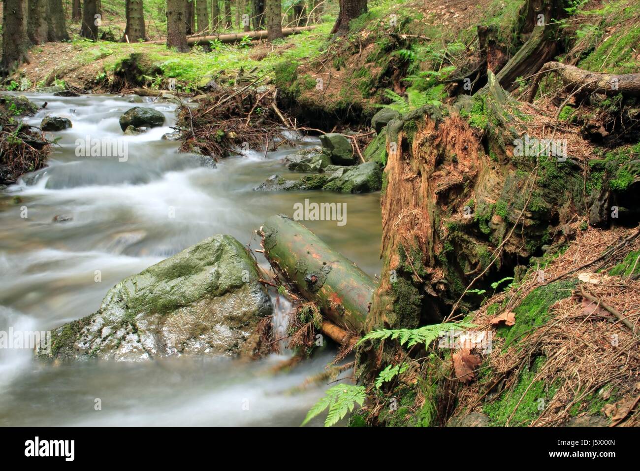 forest river water tree flow stone wild shine shines bright lucent ...