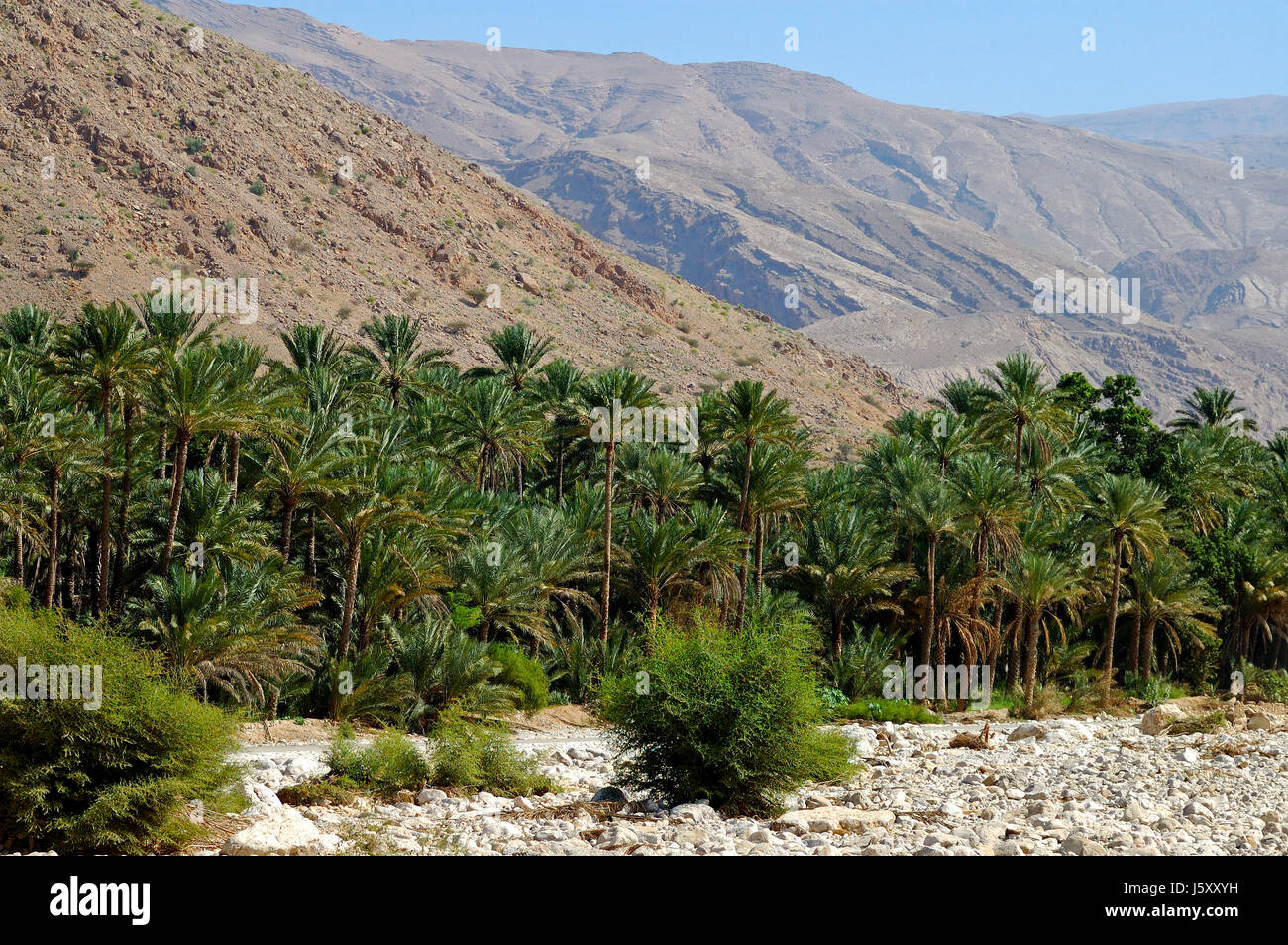 green oasis oman mountainous country palms oasis valley palm tree dry ...