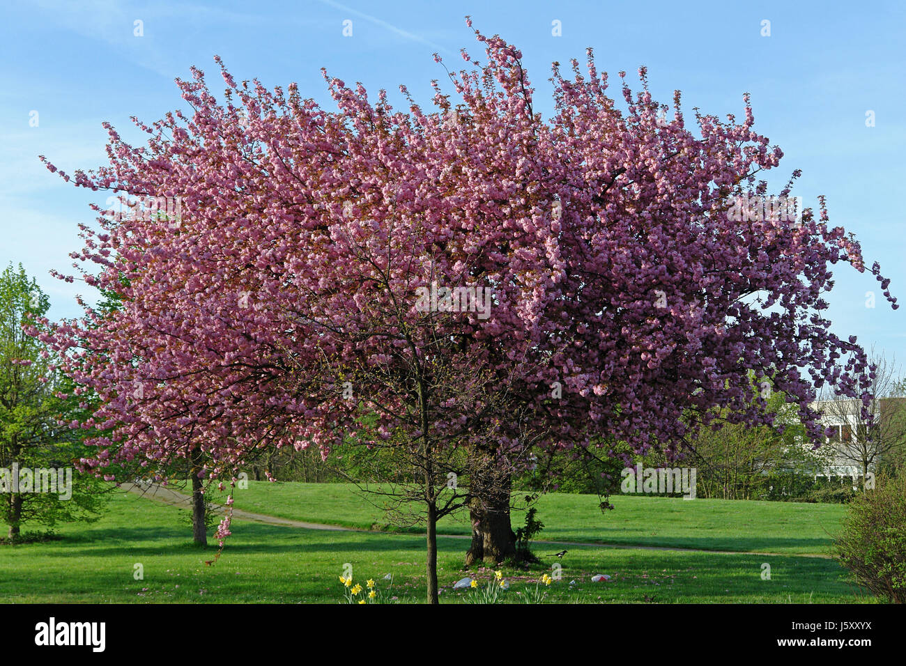 Zierblte hi-res stock photography and images - Alamy