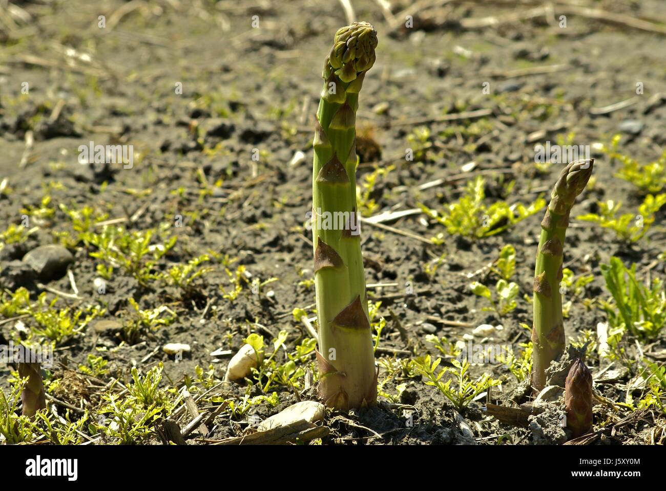 small tiny little short asparagus couple pair plant nature some several ...