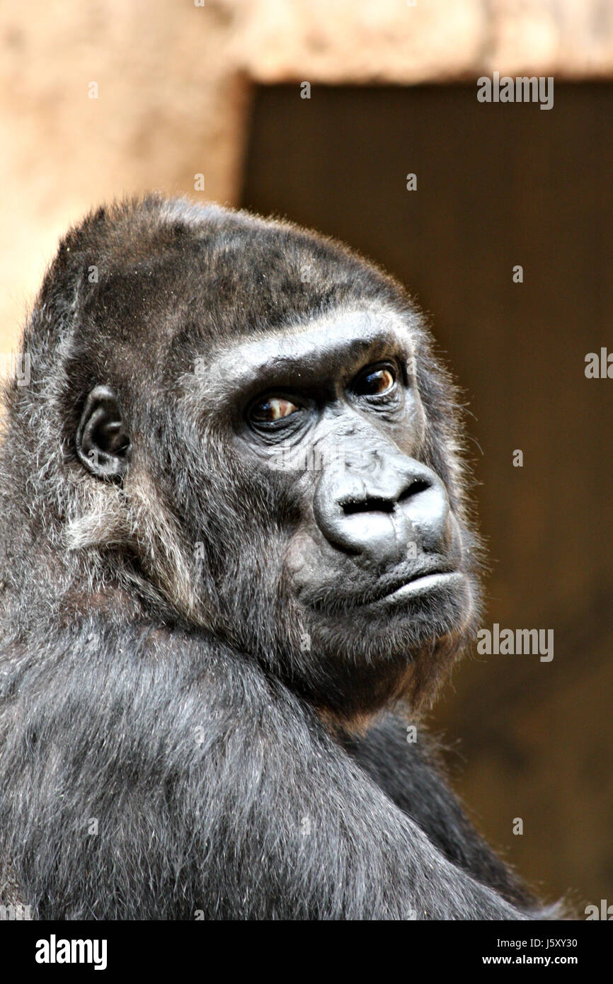 mammal curiosity portrait monkey look glancing see view looking peeking ...