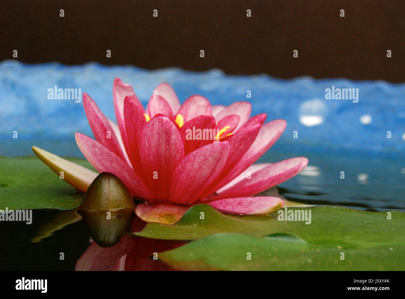 Buddhist lotus flower hi-res stock photography and images - Alamy