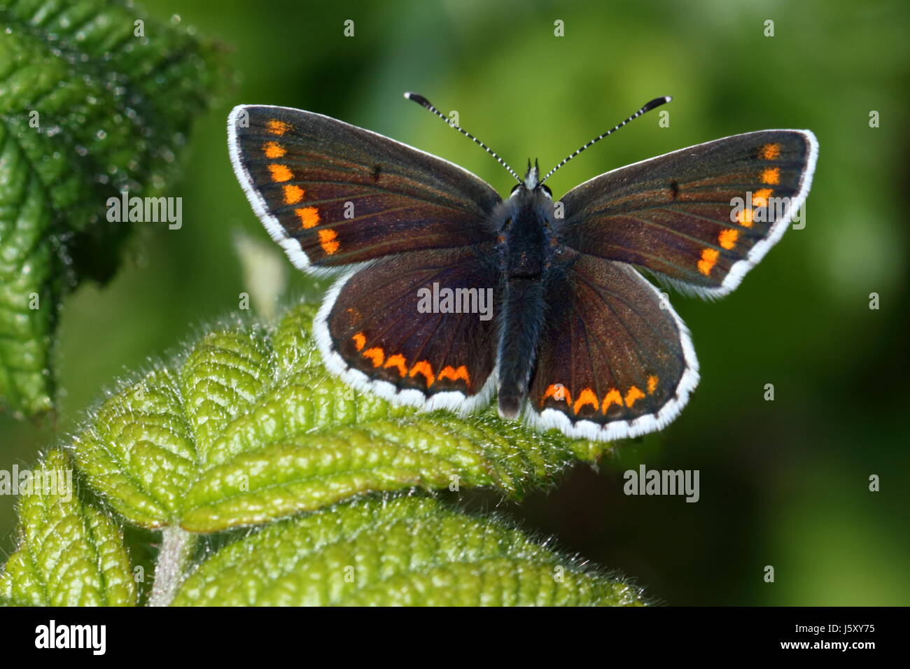 Brown Argus Butterfly Stock Photo - Alamy