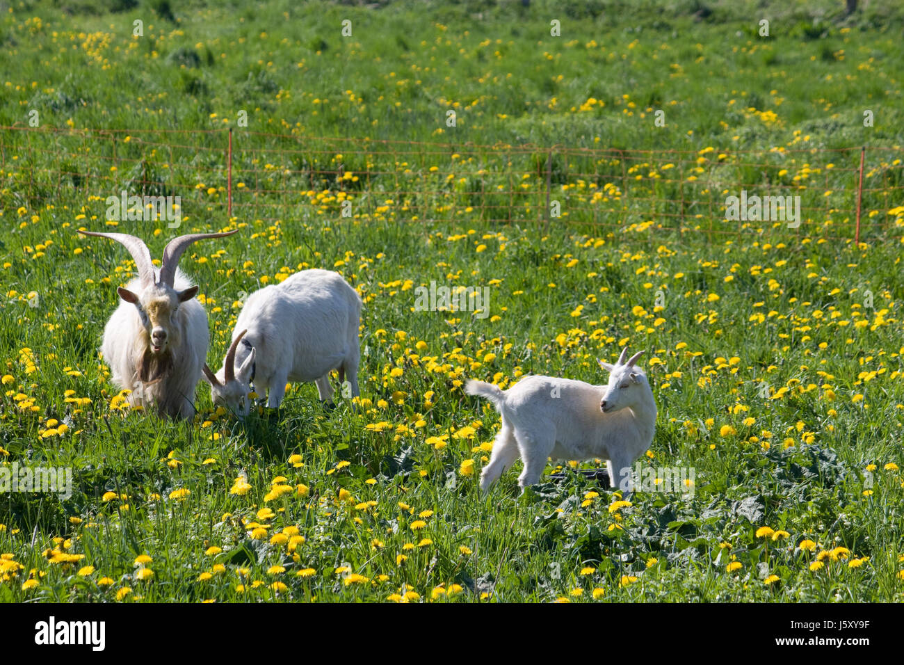 goats in spring Stock Photo - Alamy