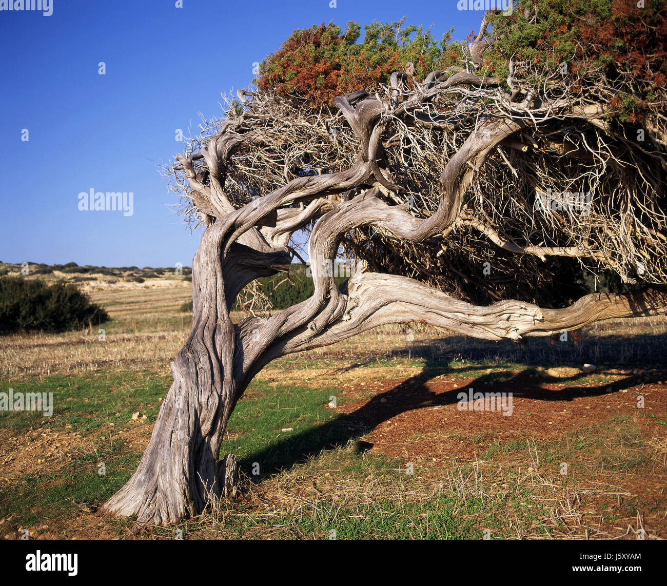 tree bend worn old-fashioned outdated anachronistic cyprus adapt ...