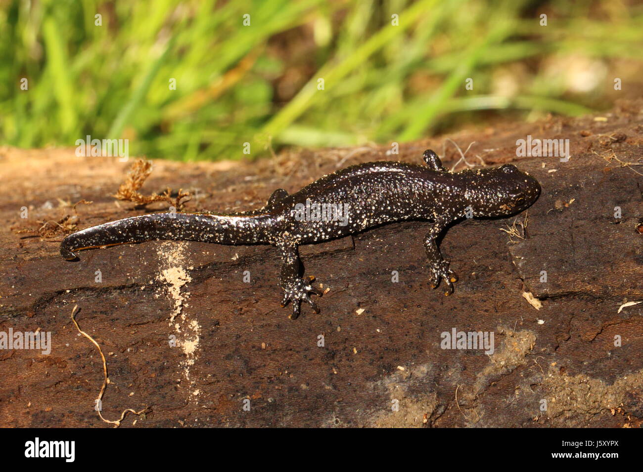 Great crested Newt Stock Photo - Alamy