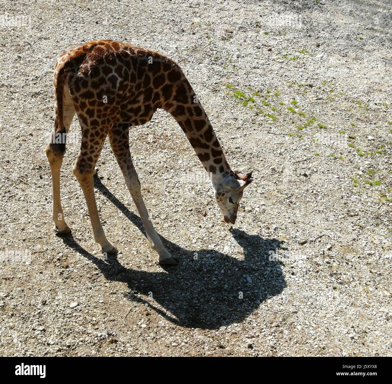 Giraffe Hello High Resolution Stock Photography and Images - Alamy