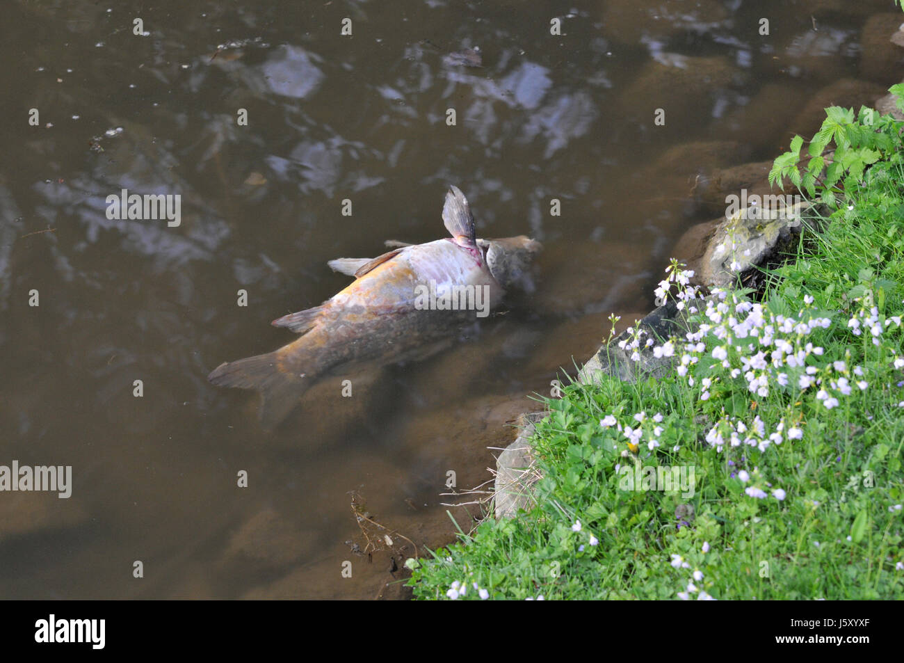 Ill fish hi-res stock photography and images - Alamy
