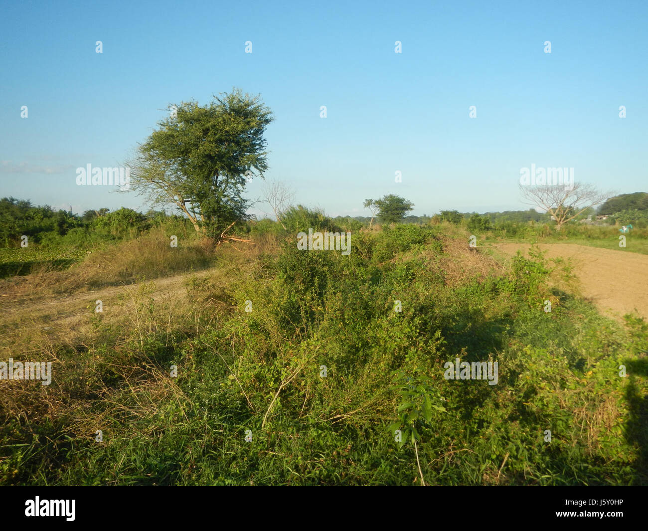 0109 Grasslands maize fields trees Angat River Tiaong, Baliuag San ...
