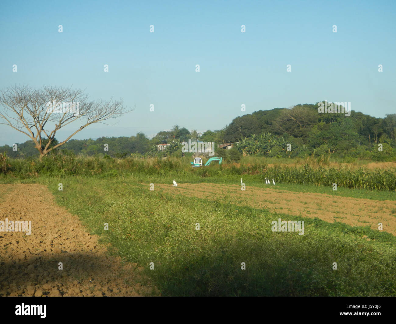 0109 Grasslands maize fields trees Angat River Tiaong, Baliuag San ...