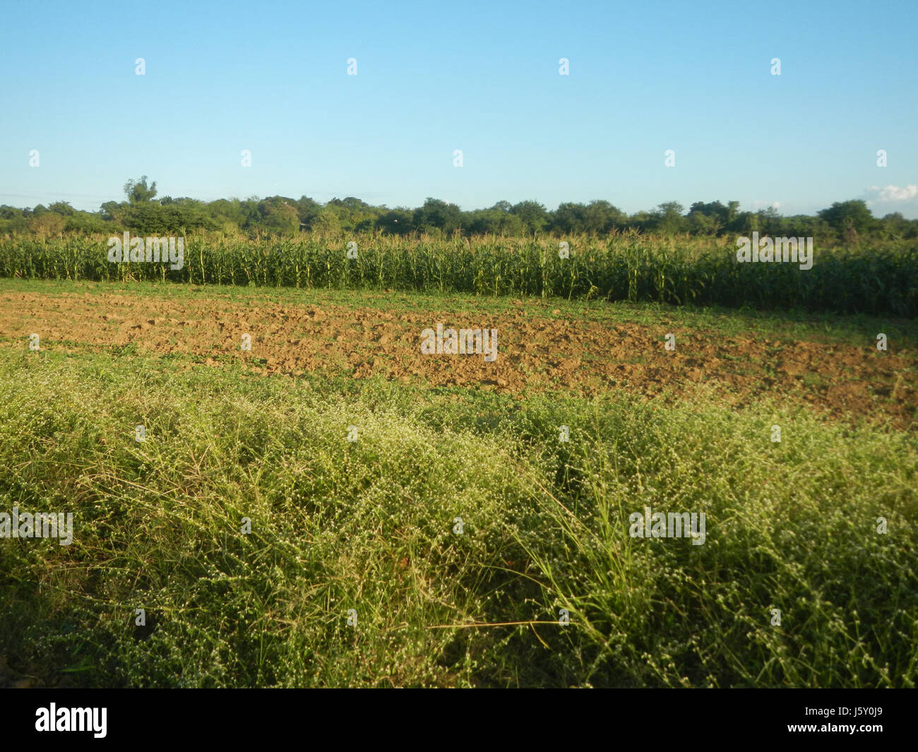 This image depicts the rural landscape of Bulacan, Philippines ...
